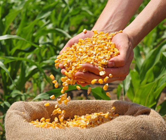 Fatgbems Agro-Allied